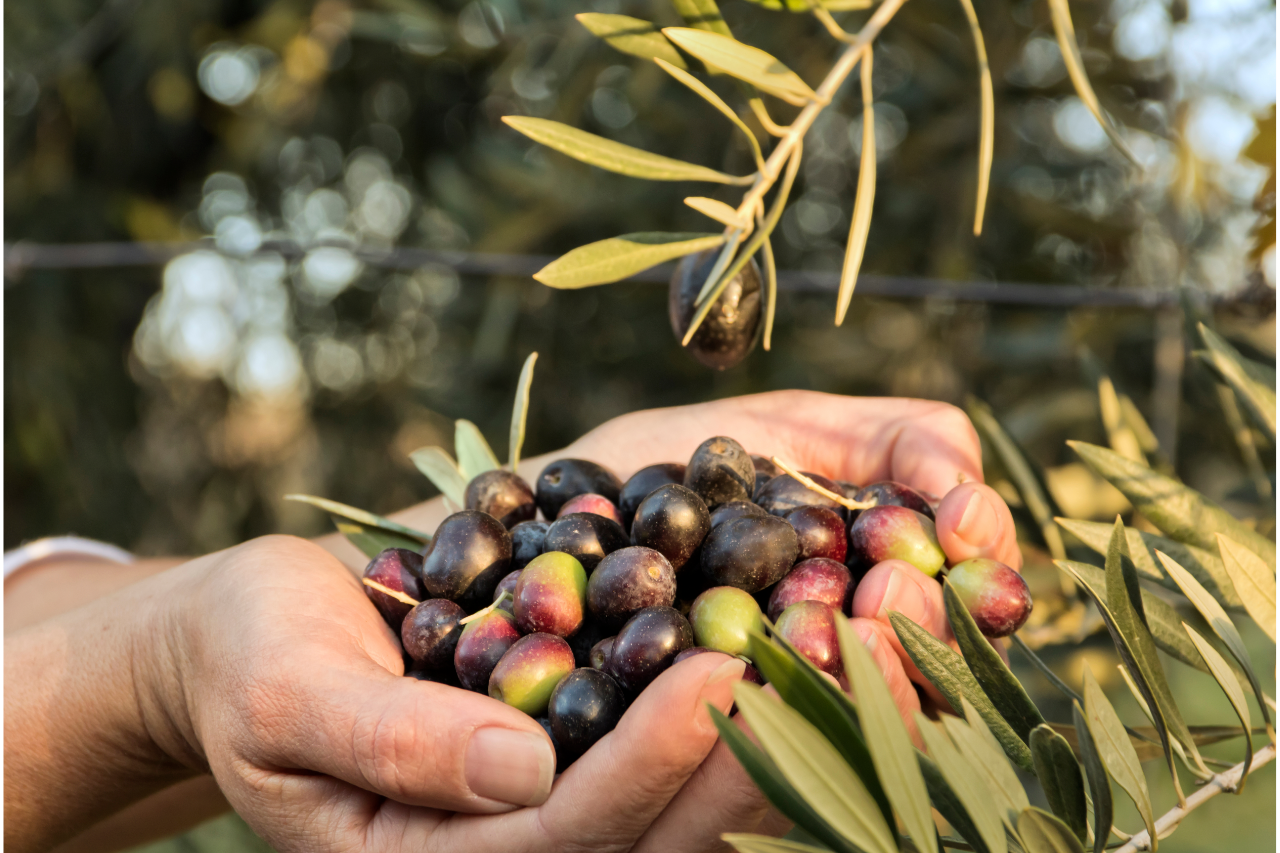 Erken Hasat Zeytin ve Zeytinyağı