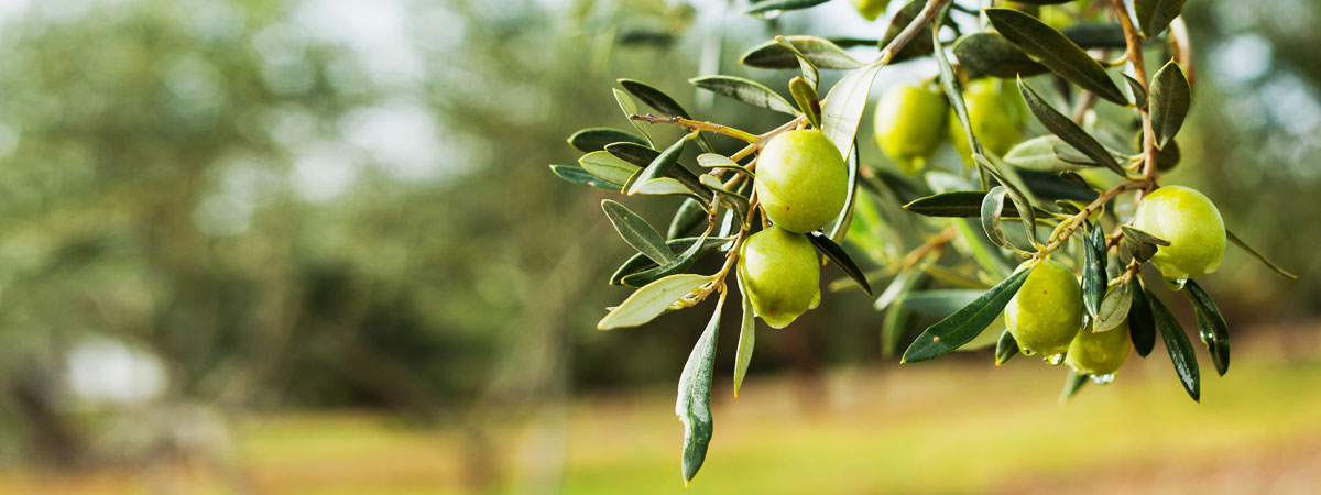 Zeytinhouse - Zeytinle ilgili herşey burada